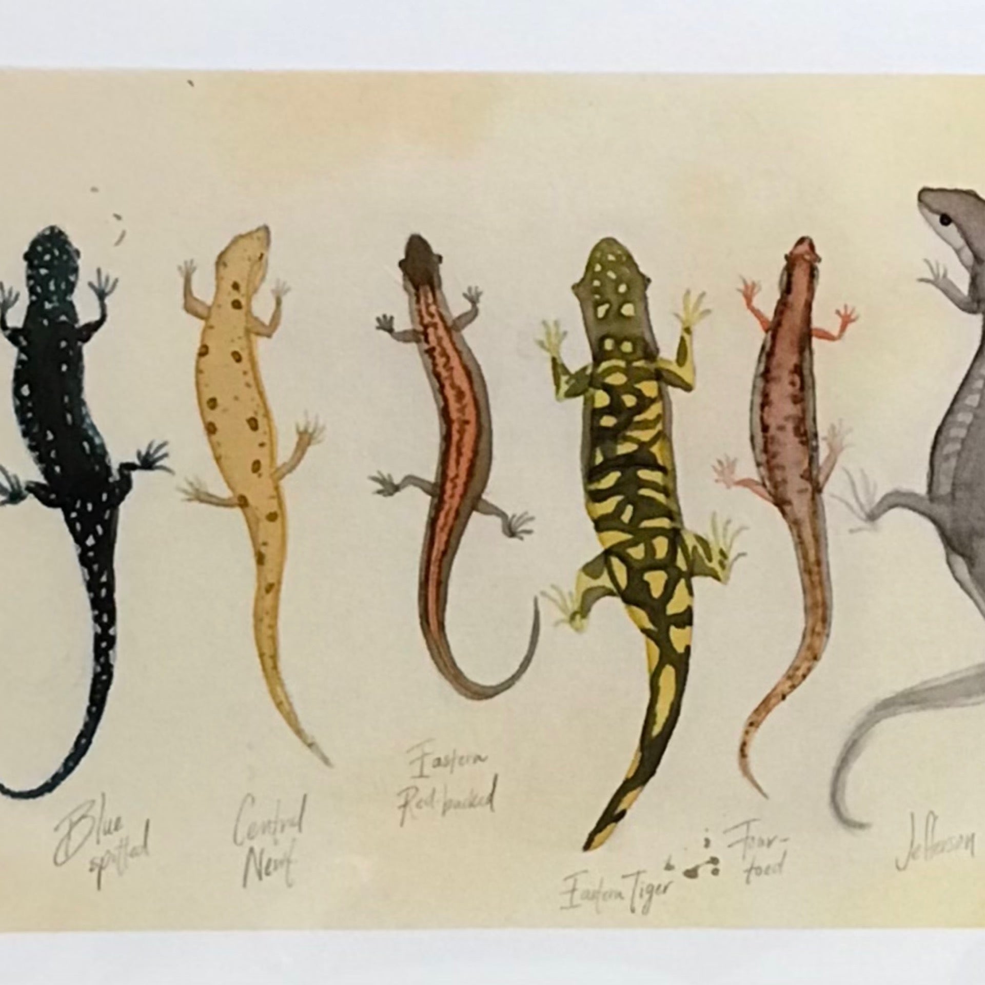 Naturalist’s Notebook: Salamanders | STOREonjames